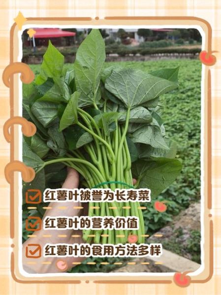 红薯梗叶的功效与作用_红薯梗叶怎么吃最营养-第1张图片-山城妙识