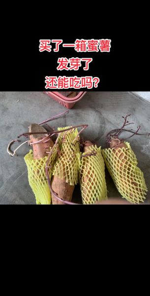 红薯发芽能吃吗_红薯发芽了怎么处理-第1张图片-山城妙识