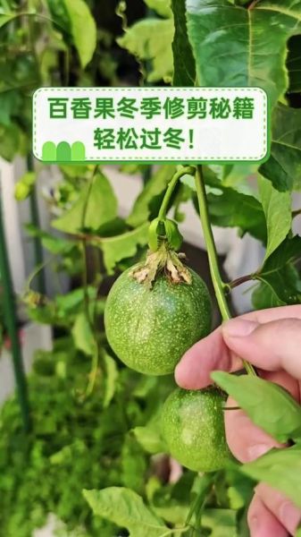 百香果怎么修剪_百香果种植技术视频教程-第3张图片-山城妙识 百香果怎么修剪_百香果种植技术视频教程-第3张图片-山城妙识