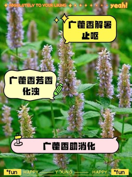 广藿香的功效与作用_广藿香怎么用效果最好-第1张图片-山城妙识