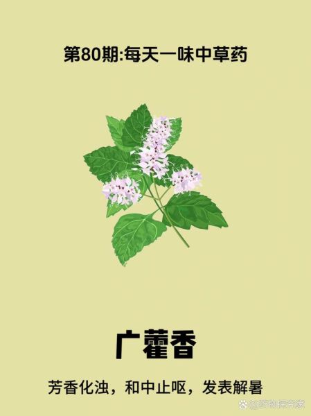 广藿香的功效与作用_广藿香怎么用效果最好-第3张图片-山城妙识