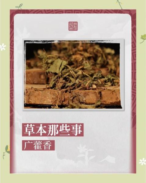 广藿香的功效与作用_广藿香怎么用效果最好-第2张图片-山城妙识