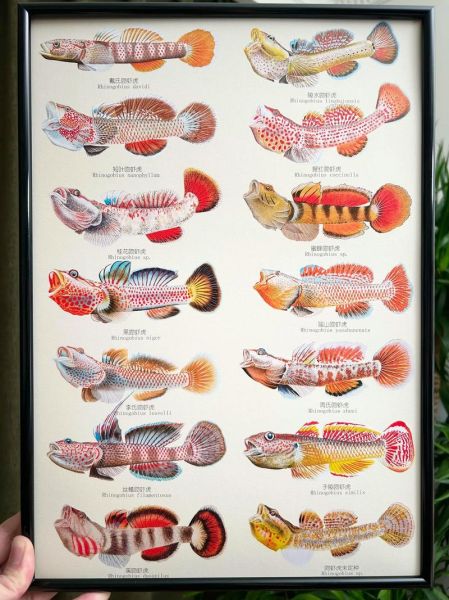 棒花鱼与虾虎鱼的区别_如何快速区分-第2张图片-山城妙识