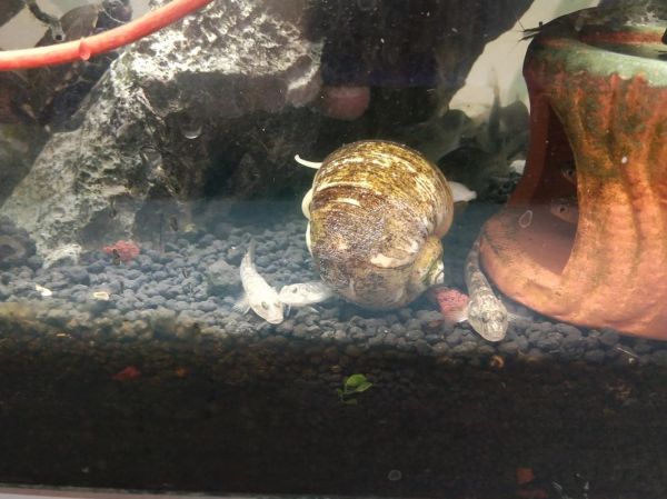 棒花鱼与虾虎鱼的区别_如何快速区分-第1张图片-山城妙识