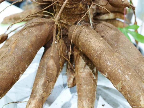 木薯图片大全大图_木薯长什么样-第3张图片-山城妙识 木薯图片大全大图_木薯长什么样-第3张图片-山城妙识