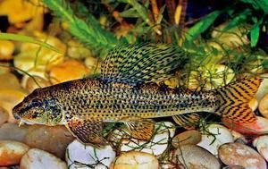 棒花鱼与虾虎鱼的区别_如何快速区分-第3张图片-山城妙识