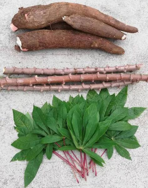 木薯图片大全大图_木薯长什么样-第2张图片-山城妙识 木薯图片大全大图_木薯长什么样-第2张图片-山城妙识