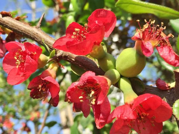 海棠木瓜的功效与作用_海棠木瓜怎么吃最好-第1张图片-山城妙识