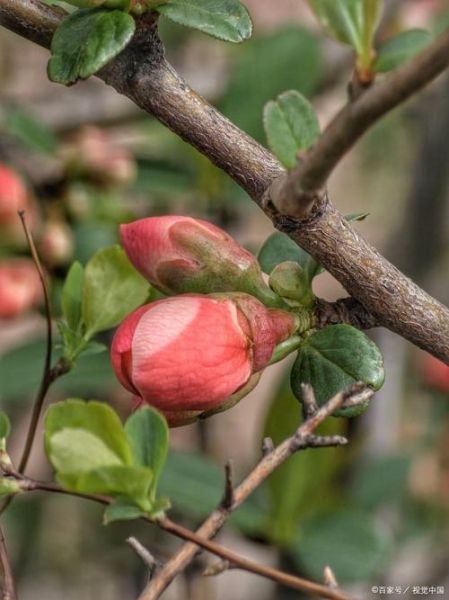 海棠木瓜的功效与作用_海棠木瓜怎么吃最好-第2张图片-山城妙识