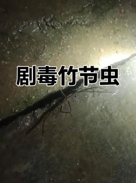 竹节虫有毒吗_竹节虫会咬人吗-第1张图片-山城妙识