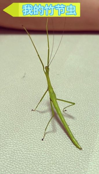 竹节虫有毒吗_竹节虫会咬人吗-第3张图片-山城妙识