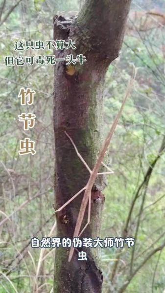 竹节虫有毒吗_竹节虫会咬人吗-第2张图片-山城妙识