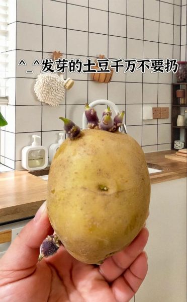 土豆发芽怎么处理才能吃_土豆发芽去掉芽还能吃吗-第1张图片-山城妙识 土豆发芽怎么处理才能吃_土豆发芽去掉芽还能吃吗-第1张图片-山城妙识