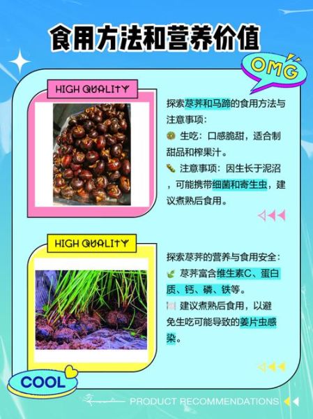 菩荠和荸荠有什么区别_哪个才是马蹄-第1张图片-山城妙识