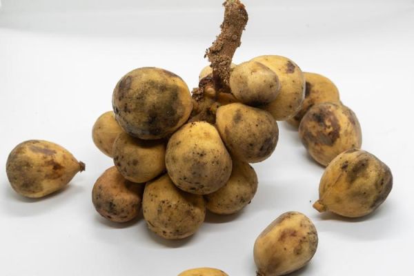 菩荠和荸荠有什么区别_哪个才是马蹄-第2张图片-山城妙识