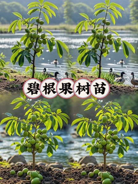 碧根果的功效与作用和核桃一样吗_区别与选购指南-第3张图片-山城妙识 碧根果的功效与作用和核桃一样吗_区别与选购指南-第3张图片-山城妙识