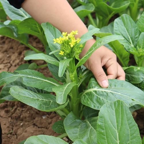 菜心苗怎么种_菜心苗几天出苗-第3张图片-山城妙识