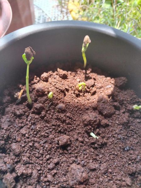 菜心苗怎么种_菜心苗几天出苗-第2张图片-山城妙识