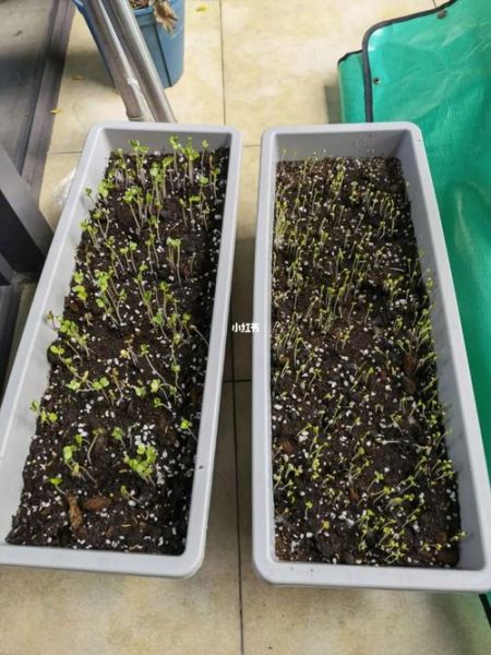 菜心苗怎么种_菜心苗几天出苗-第1张图片-山城妙识