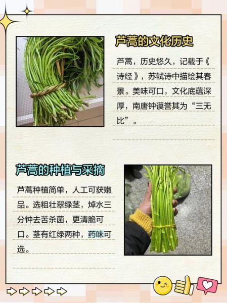 芦蒿怎么种_芦蒿种植技术视频-第1张图片-山城妙识 芦蒿怎么种_芦蒿种植技术视频-第1张图片-山城妙识
