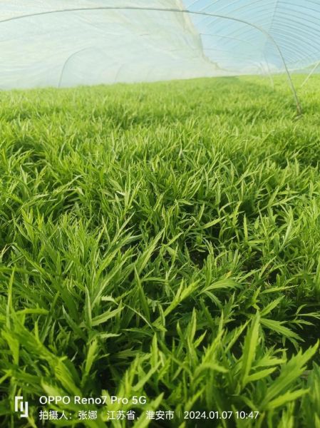 芦蒿怎么种_芦蒿种植技术视频-第2张图片-山城妙识 芦蒿怎么种_芦蒿种植技术视频-第2张图片-山城妙识