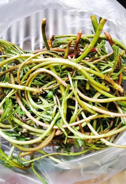 芦蒿怎么种_芦蒿种植技术视频-第3张图片-山城妙识 芦蒿怎么种_芦蒿种植技术视频-第3张图片-山城妙识