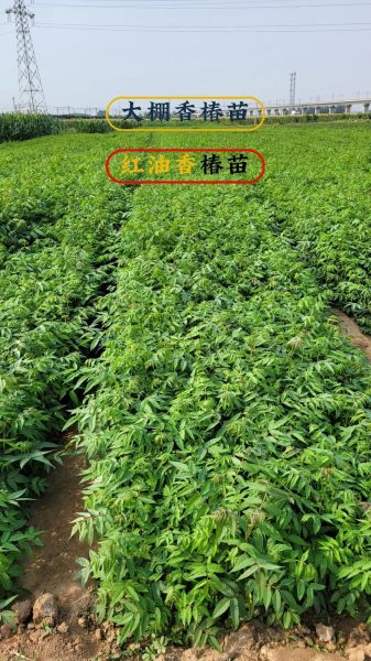 香椿什么时候种植最佳_香椿苗几月份栽成活率高-第1张图片-山城妙识 香椿什么时候种植最佳_香椿苗几月份栽成活率高-第1张图片-山城妙识