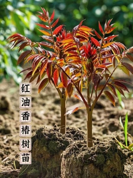 香椿什么时候种植最佳_香椿苗几月份栽成活率高-第2张图片-山城妙识 香椿什么时候种植最佳_香椿苗几月份栽成活率高-第2张图片-山城妙识