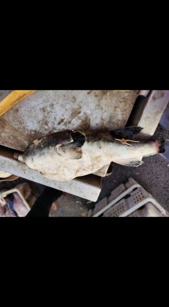 巴鱼是不是河豚_巴鱼与河豚的区别-第2张图片-山城妙识 巴鱼是不是河豚_巴鱼与河豚的区别-第2张图片-山城妙识