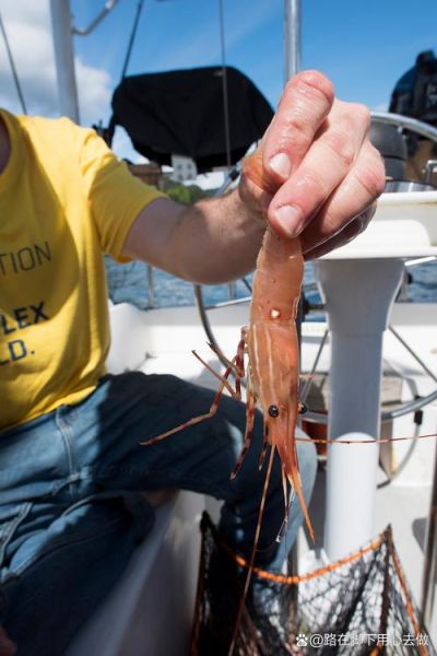 基围虾怎么清洗_基围虾去虾线方法-第3张图片-山城妙识 基围虾怎么清洗_基围虾去虾线方法-第3张图片-山城妙识