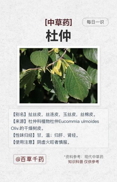 杜仲的副作用有哪些_杜仲禁忌人群有哪些-第1张图片-山城妙识 杜仲的副作用有哪些_杜仲禁忌人群有哪些-第1张图片-山城妙识