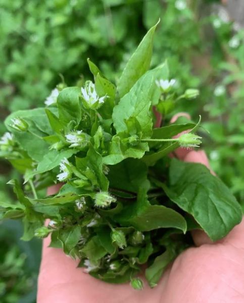 猪草图片识别_猪草种类大全-第1张图片-山城妙识 猪草图片识别_猪草种类大全-第1张图片-山城妙识