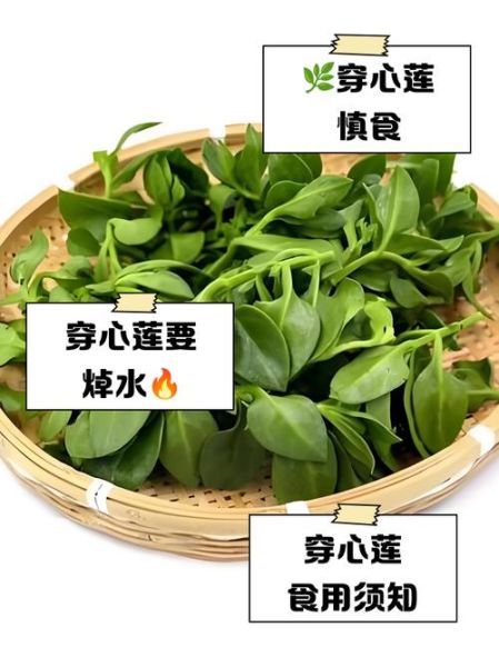 穿心莲凉菜怎么做_穿心莲凉拌用焯水吗-第3张图片-山城妙识 穿心莲凉菜怎么做_穿心莲凉拌用焯水吗-第3张图片-山城妙识