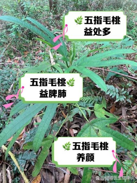 五爪毛桃的功效与作用_五爪毛桃和五指毛桃区别-第1张图片-山城妙识