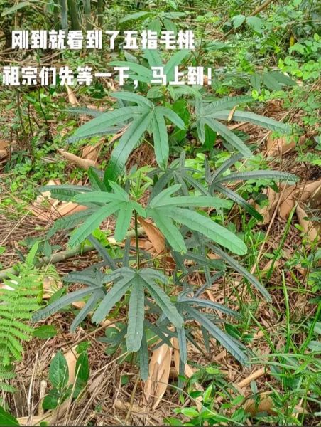 五爪毛桃的功效与作用_五爪毛桃和五指毛桃区别-第3张图片-山城妙识