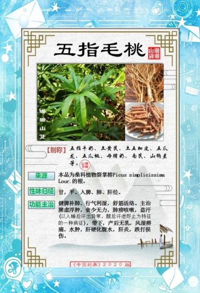 五爪毛桃的功效与作用_五爪毛桃和五指毛桃区别-第2张图片-山城妙识