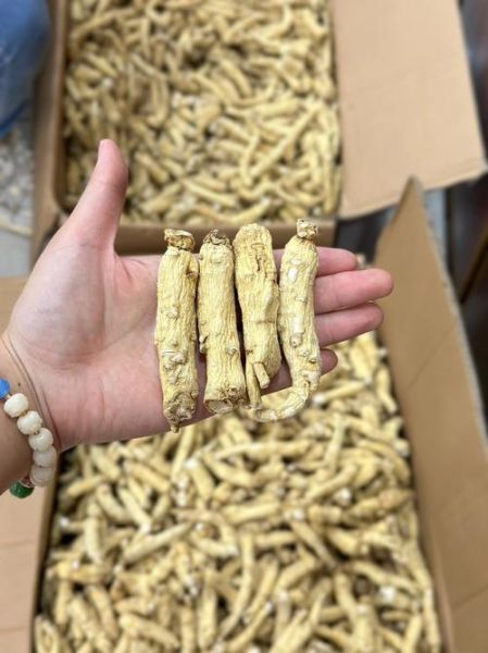 白参什么人不能吃_白参禁忌人群有哪些-第1张图片-山城妙识 白参什么人不能吃_白参禁忌人群有哪些-第1张图片-山城妙识