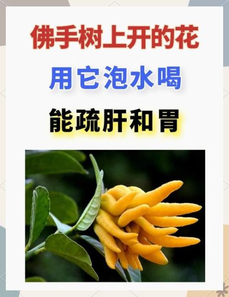 佛手花功效与作用_佛手花怎么泡水喝-第1张图片-山城妙识 佛手花功效与作用_佛手花怎么泡水喝-第1张图片-山城妙识