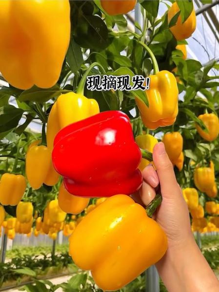 彩椒怎么保存_彩椒可以生吃吗-第3张图片-山城妙识 彩椒怎么保存_彩椒可以生吃吗-第3张图片-山城妙识