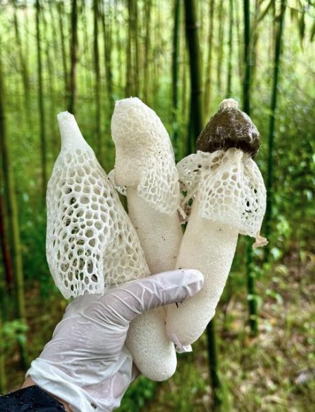 竹荪不能和什么一起吃_竹荪禁忌食物有哪些-第3张图片-山城妙识