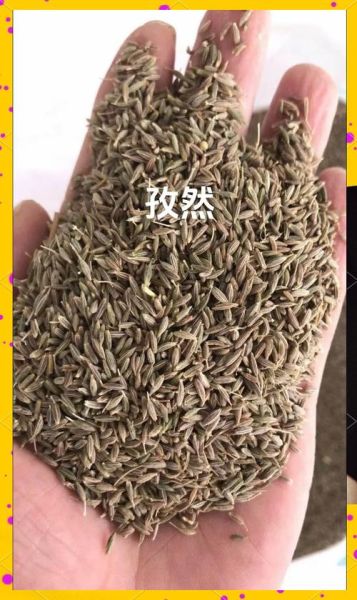 小茴香和孜然一样吗_区别与用途-第2张图片-山城妙识