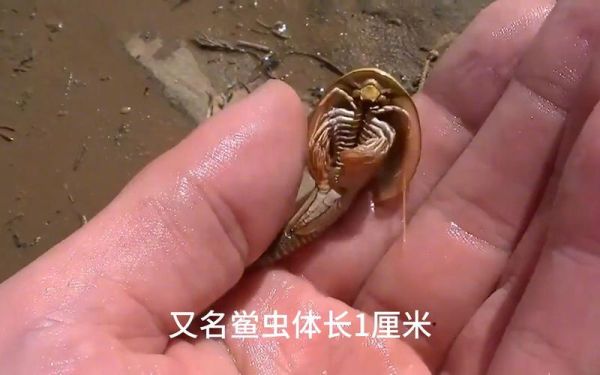 三眼恐龙虾怎么养_三眼恐龙虾寿命多长-第3张图片-山城妙识 三眼恐龙虾怎么养_三眼恐龙虾寿命多长-第3张图片-山城妙识