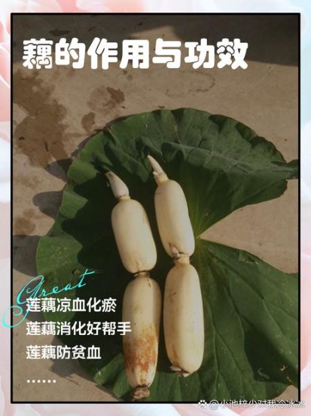 藕水能天天喝吗_藕水的功效与作用-第3张图片-山城妙识