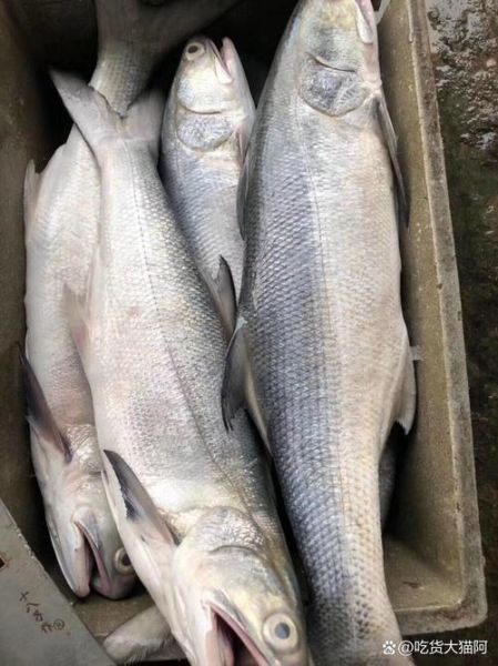午鱼是什么鱼_午鱼多少钱一斤-第1张图片-山城妙识