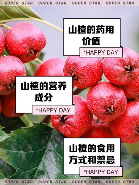 山楂籽的功效与作用_山楂籽怎么吃效果最好-第1张图片-山城妙识 山楂籽的功效与作用_山楂籽怎么吃效果最好-第1张图片-山城妙识