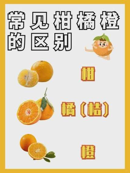 orange是橘子还是橙子_orange和橘子的区别-第2张图片-山城妙识 orange是橘子还是橙子_orange和橘子的区别-第2张图片-山城妙识