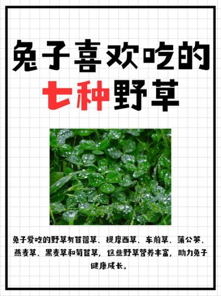 兔子吃苜蓿的禁忌_苜蓿喂兔的正确方法-第1张图片-山城妙识 兔子吃苜蓿的禁忌_苜蓿喂兔的正确方法-第1张图片-山城妙识