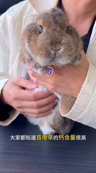 兔子吃苜蓿的禁忌_苜蓿喂兔的正确方法-第3张图片-山城妙识 兔子吃苜蓿的禁忌_苜蓿喂兔的正确方法-第3张图片-山城妙识