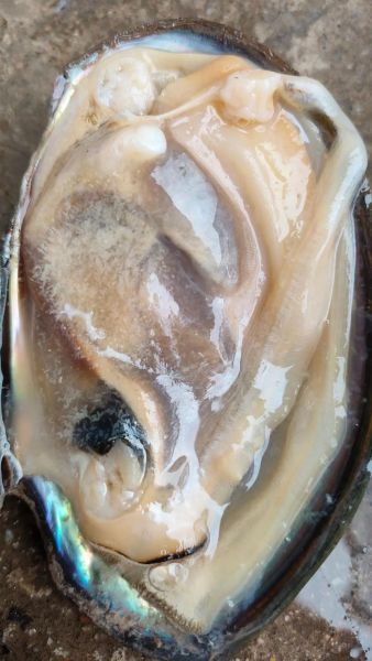 河蚌肉怎么清洗_河蚌肉清洗视频教程-第2张图片-山城妙识 河蚌肉怎么清洗_河蚌肉清洗视频教程-第2张图片-山城妙识