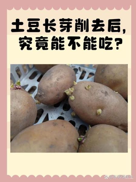 土豆发芽了把芽去掉还能吃吗_土豆长芽削掉后有毒吗-第2张图片-山城妙识 土豆发芽了把芽去掉还能吃吗_土豆长芽削掉后有毒吗-第2张图片-山城妙识